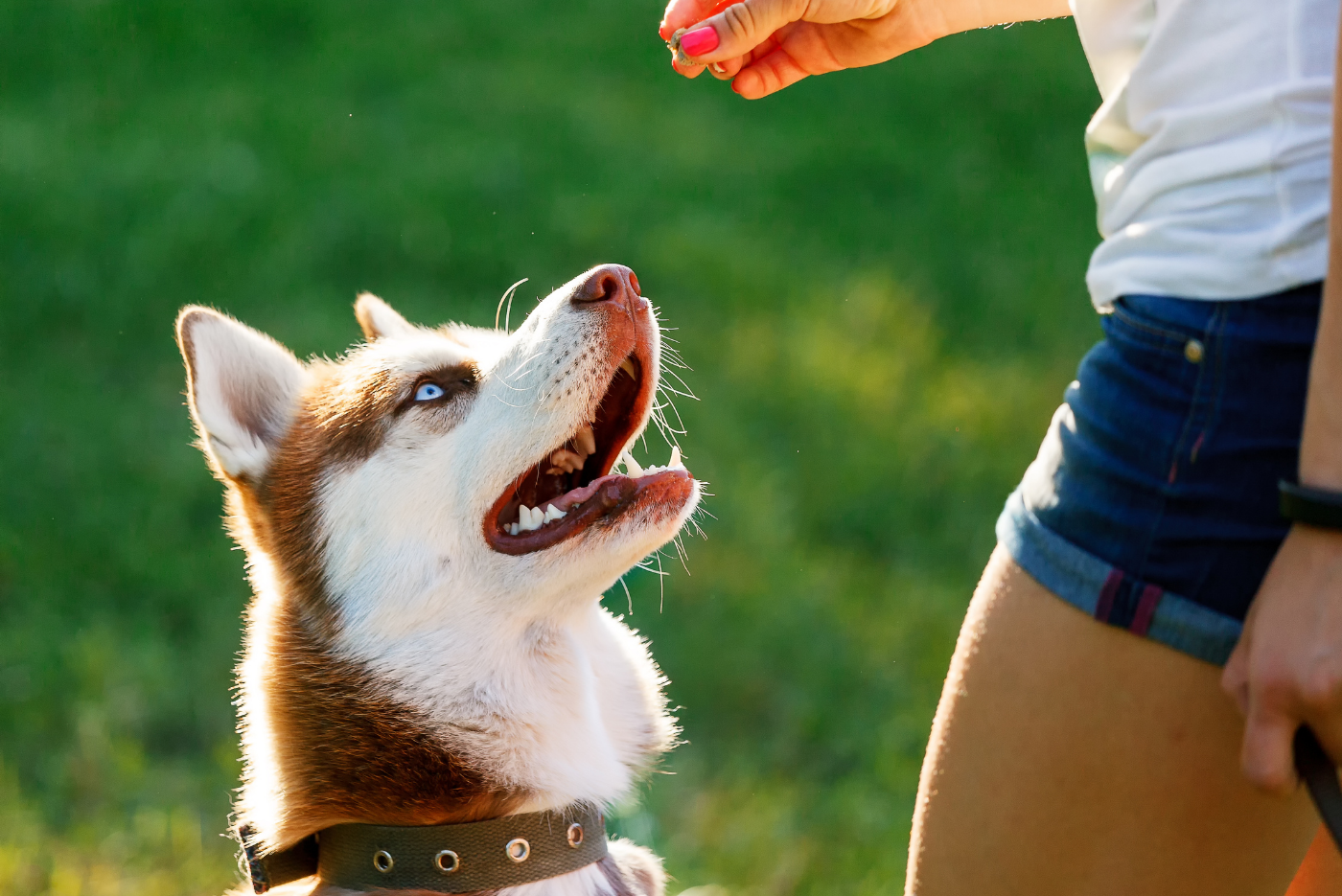 Durham NC Dog Training Always Pawsitive Dog Training Durham NC Dog Training Always Pawsitive Dog Training